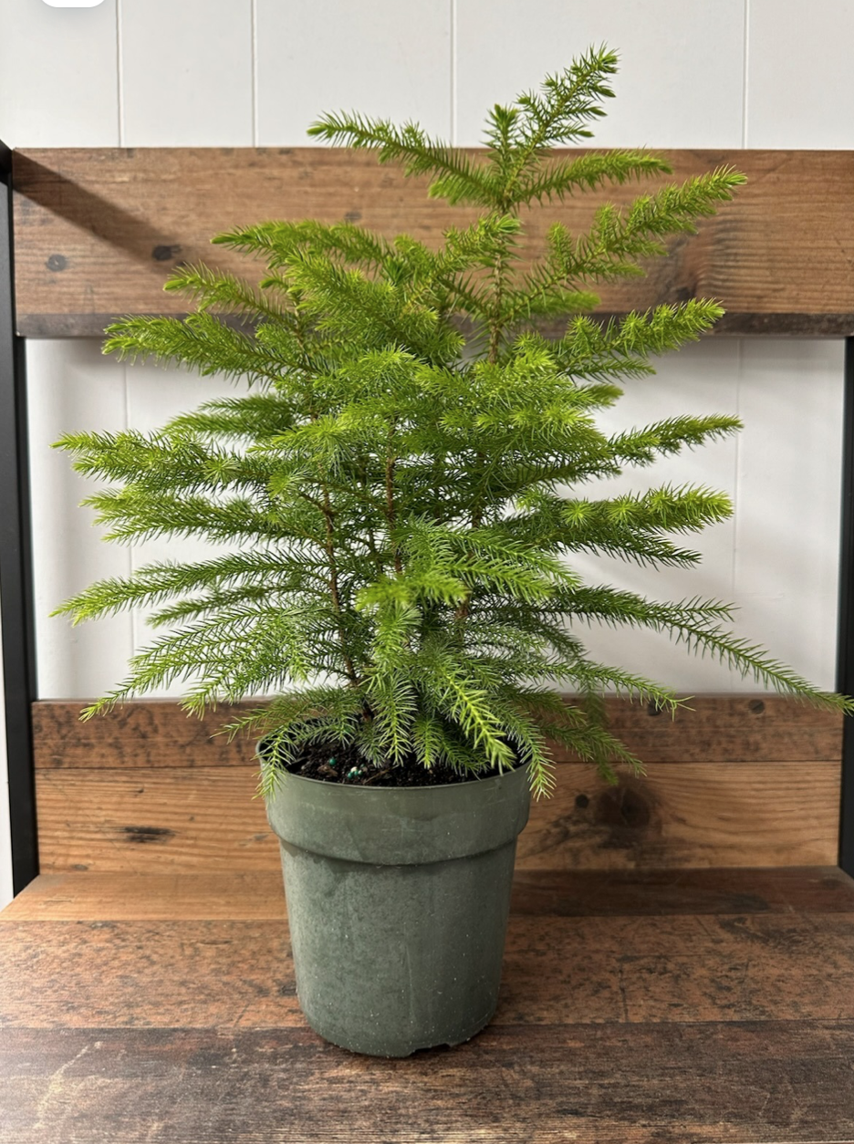How to Keep Norfolk Pines Happy - Shane Tinker Enterprises, Inc.