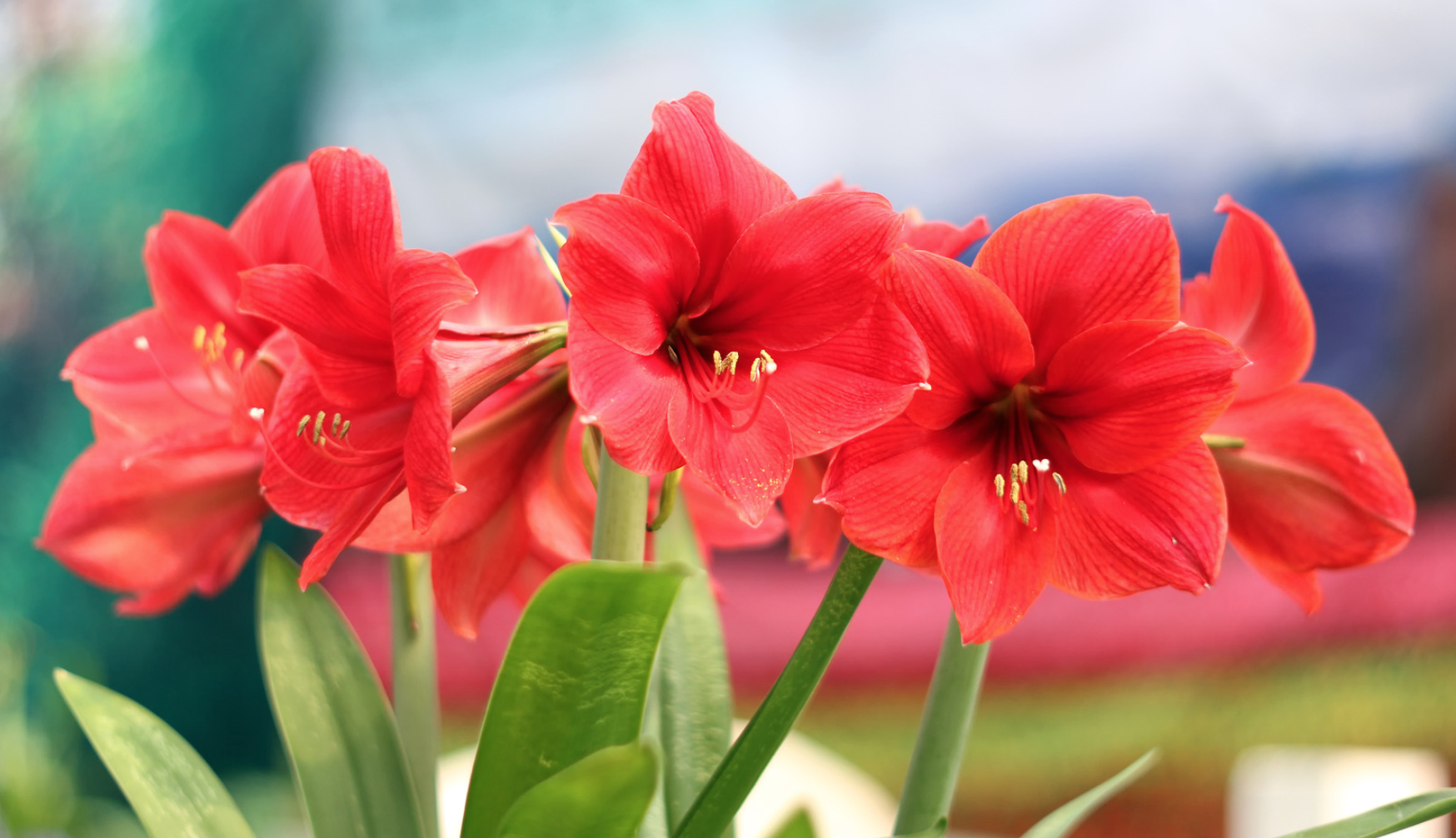 What You Should Know About Amaryllis - Shane Tinker Enterprises, Inc.
