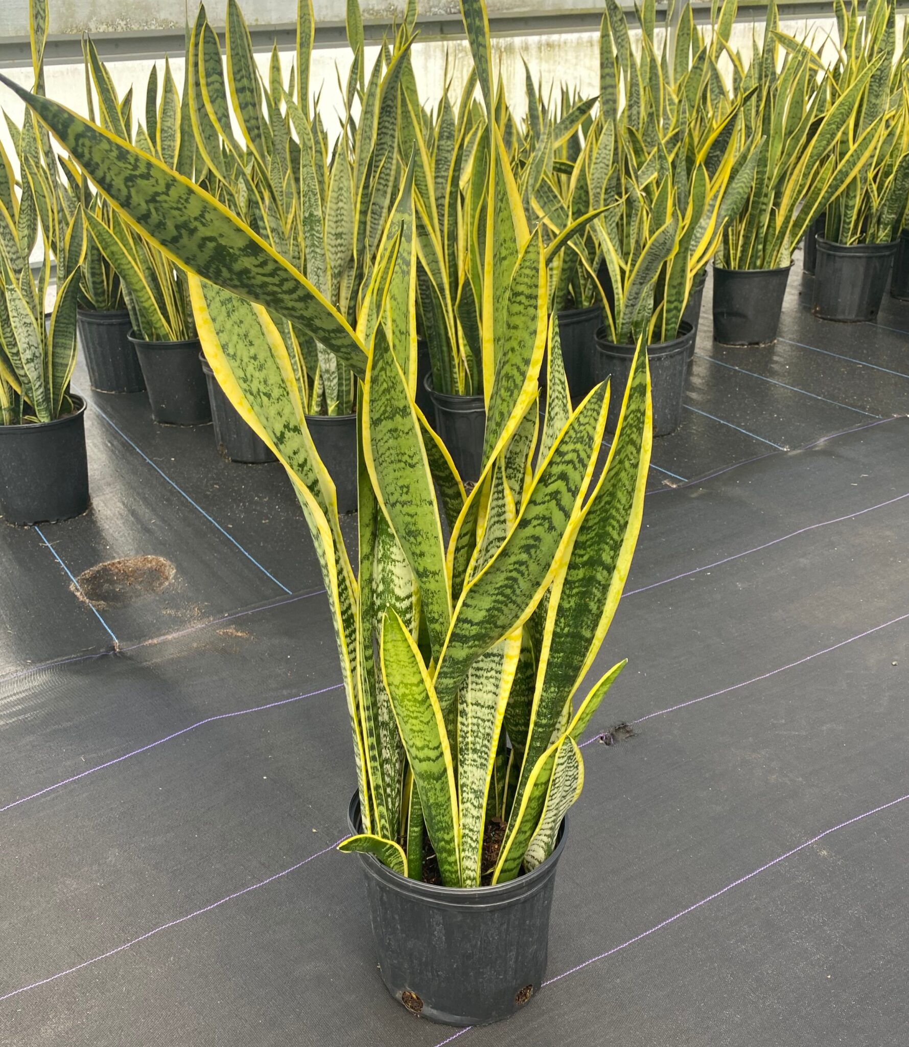 How to Care for Sansevieria ‘Laurentii’ - Shane Tinker Enterprises, Inc.