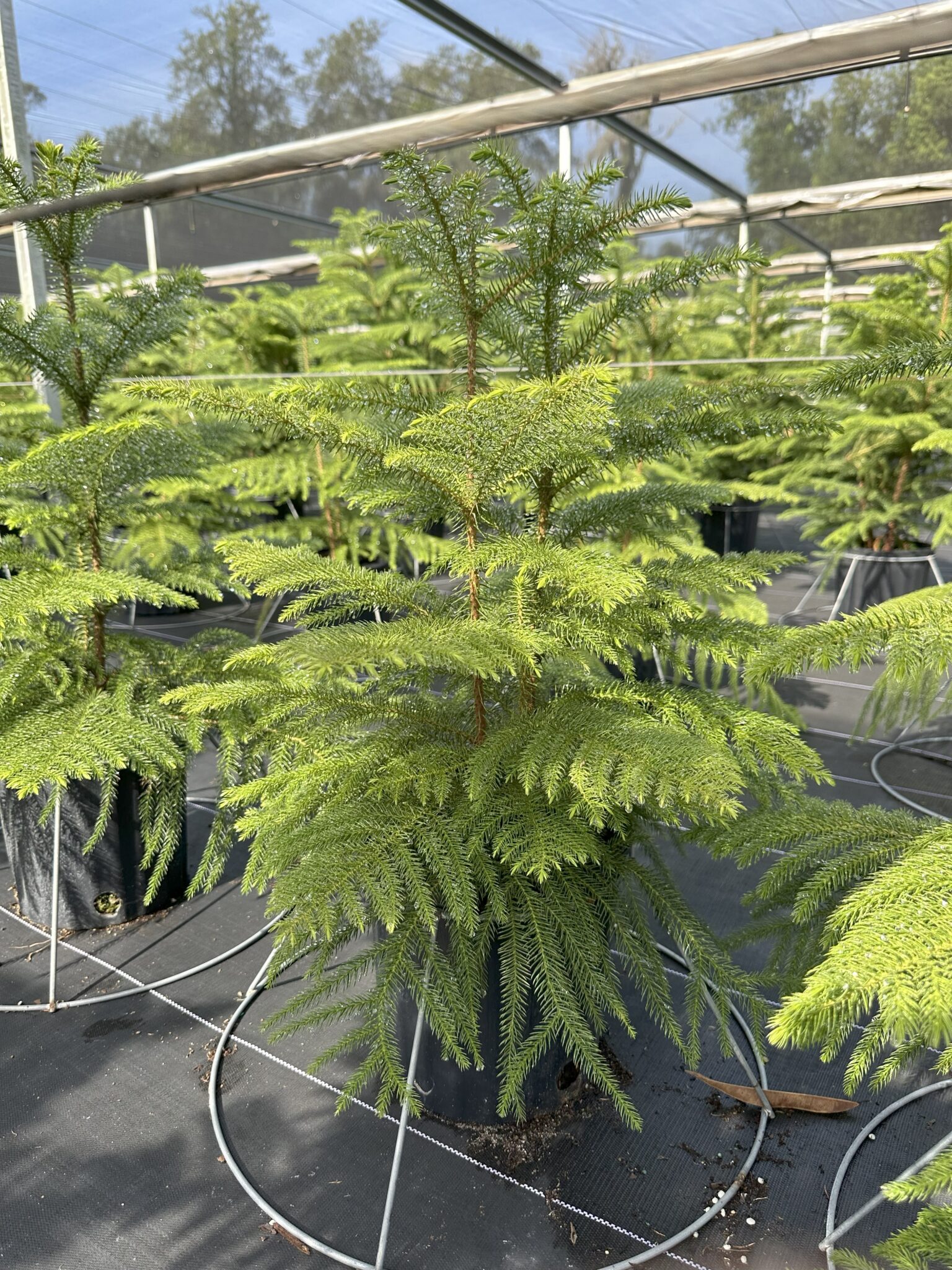 How to Keep Norfolk Pines Happy - Shane Tinker Enterprises, Inc.