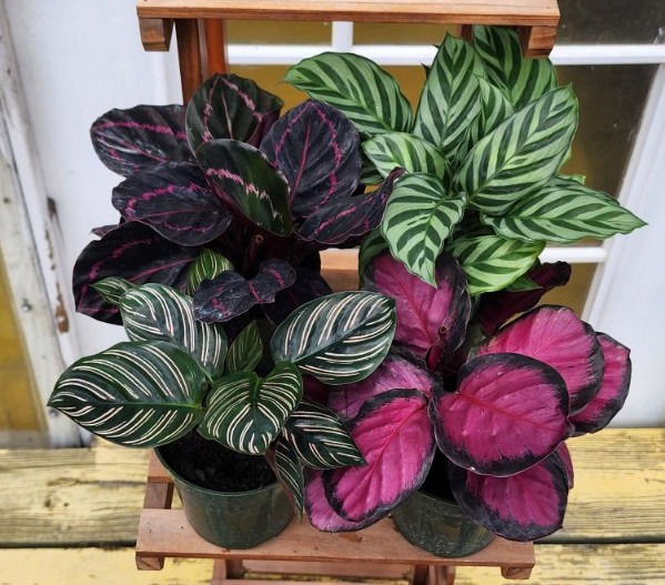 How to Care for Calathea Plants: Light, Water, Humidity ...