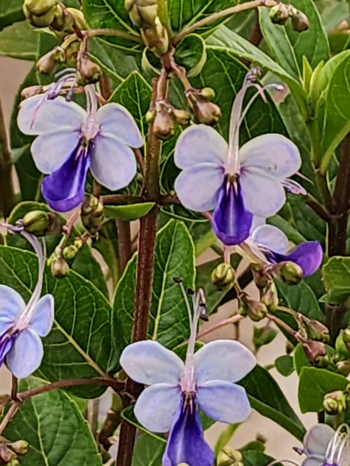 Blue Butterfly Tree Care Guide