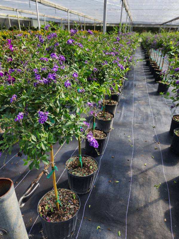 Duranta Plant Care Guide: Growing Golden Dewdrop Shrubs