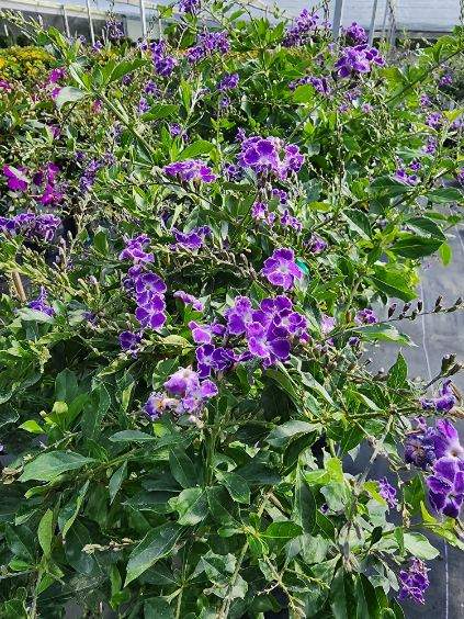 Duranta Plant Care Guide: Growing Golden Dewdrop Shrubs