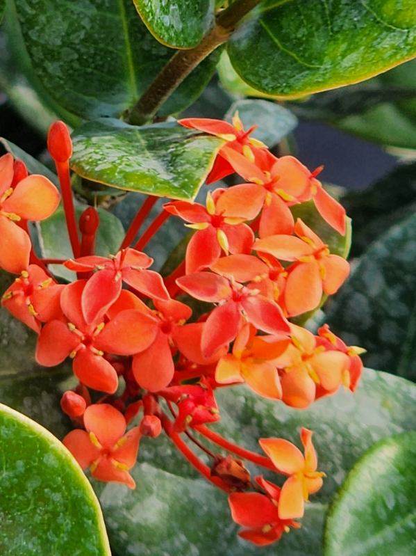 Ixora Plant Care Guide: Growing Braided Ixora - Shane Tinker ...
