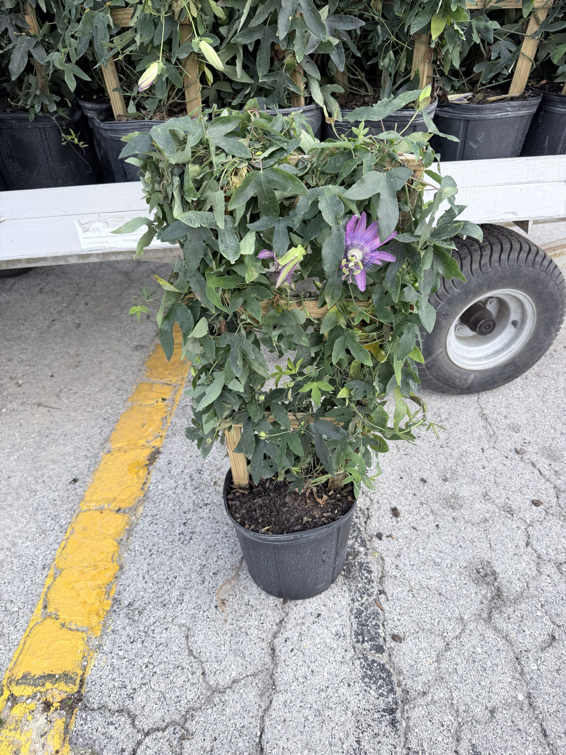 Passion Flower Care Guide: How to Grow Passiflora Successfully - Shane ...