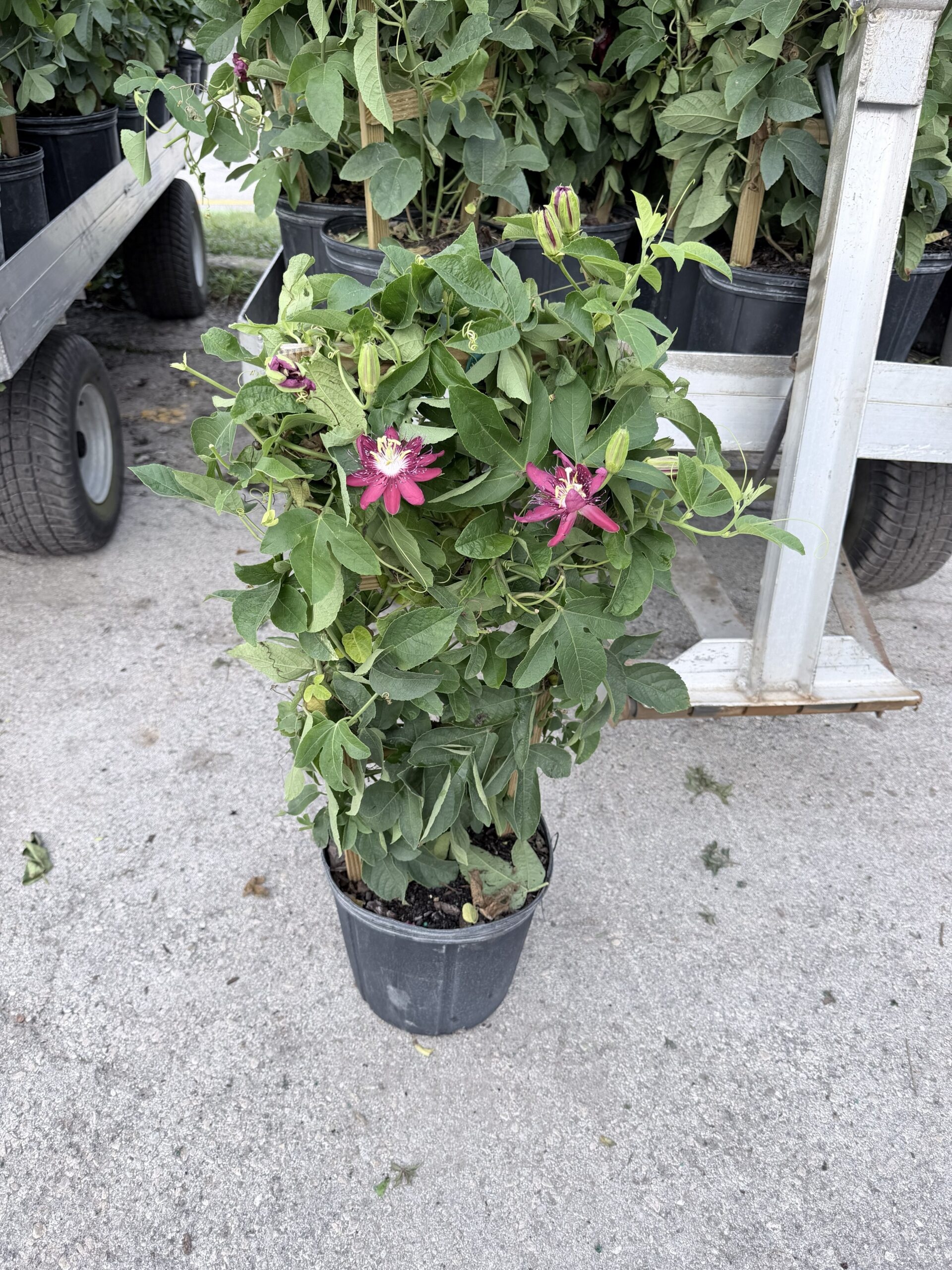 Passion Flower Care Guide: How to Grow Passiflora Successfully - Shane ...